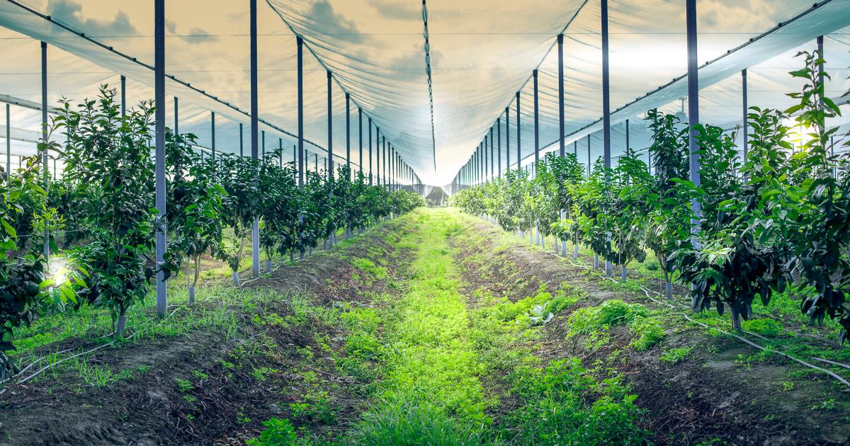 Simone Gatto: Storia e Prodotti - Produttori Cortilia